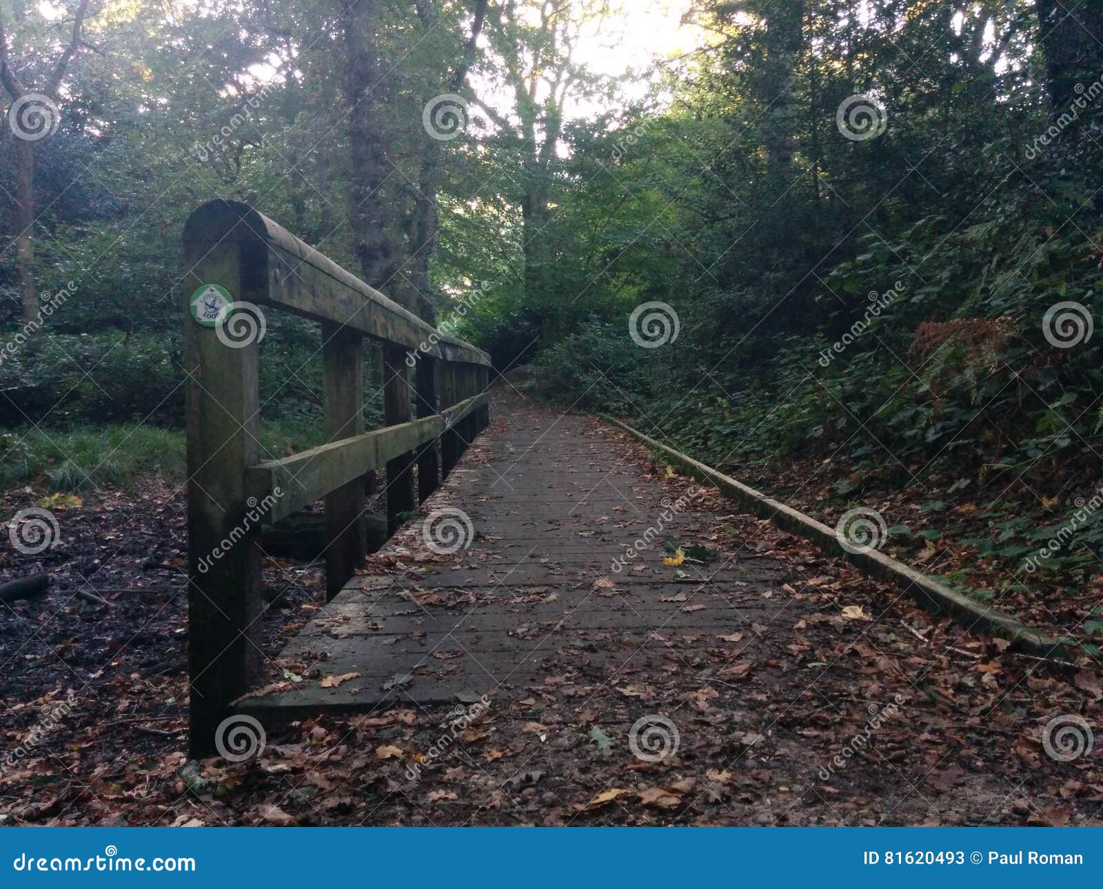 Bridge in Forrest stock image. Image of forest, jungle - 81620493