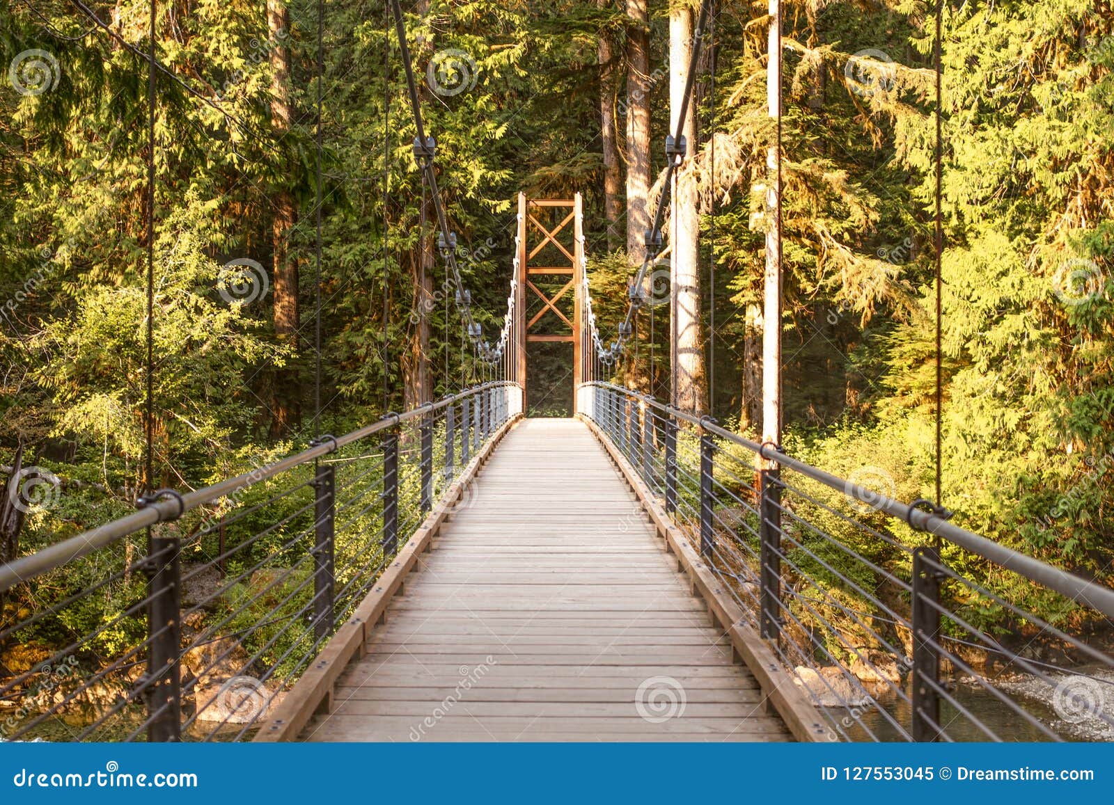 Bridge in Forrest stock image. Image of olympic, forrest - 127553045