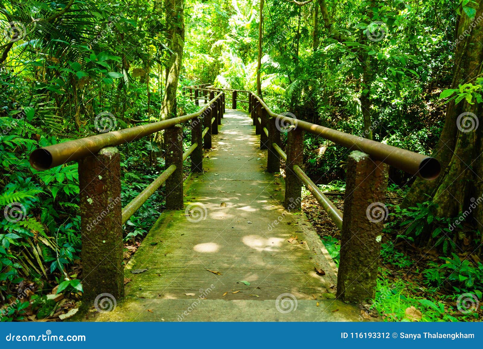 The Bridge Goes into the Forest . Stock Photo - Image of rainforest ...