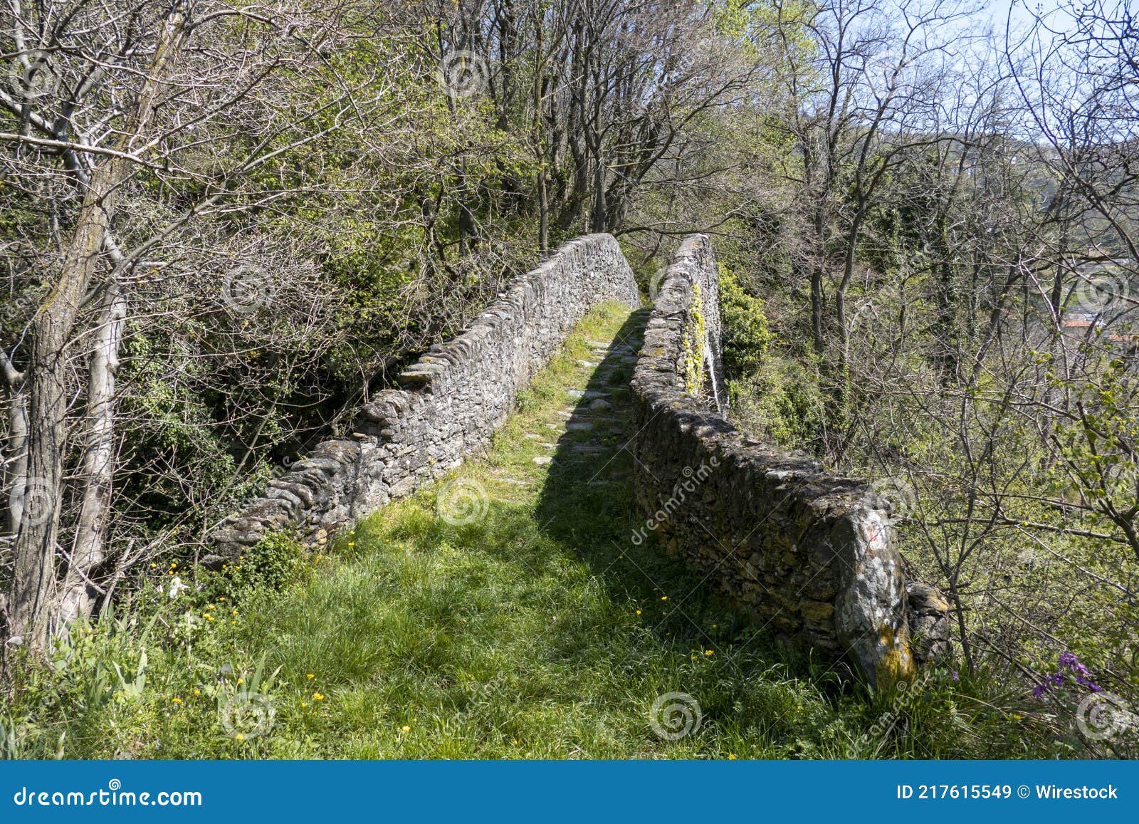 Bridge Going Up with Grass Growing on it in a Thick Forest Stock Image ...