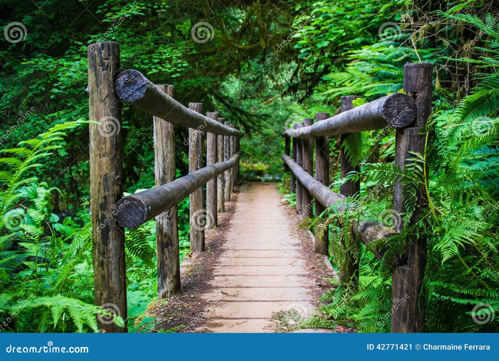 Bridge on hiking trail stock image. Image of bridge, green - 42771421