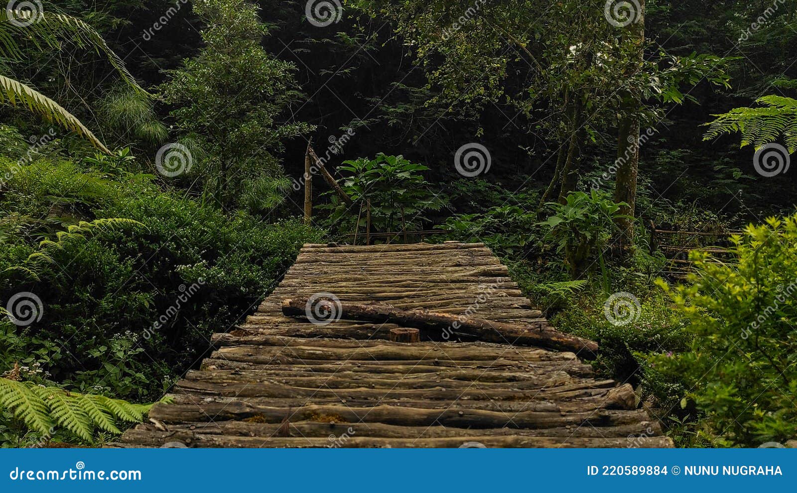 The Bridge for Humans in this Forest is Made Up of Tree Branches of the ...
