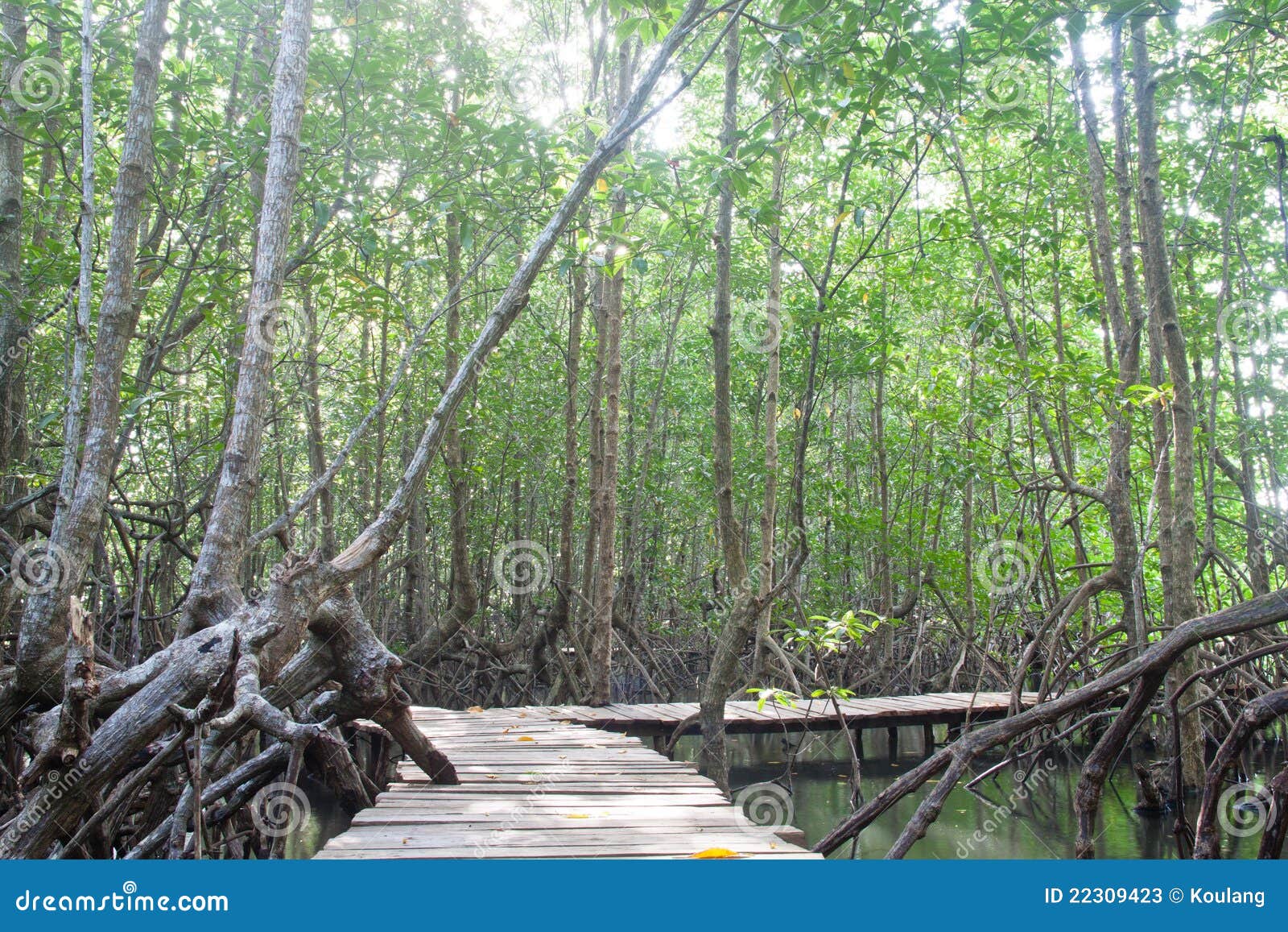 Bridge Inside Mangrove Forest Stock Image - Image of landscape ...