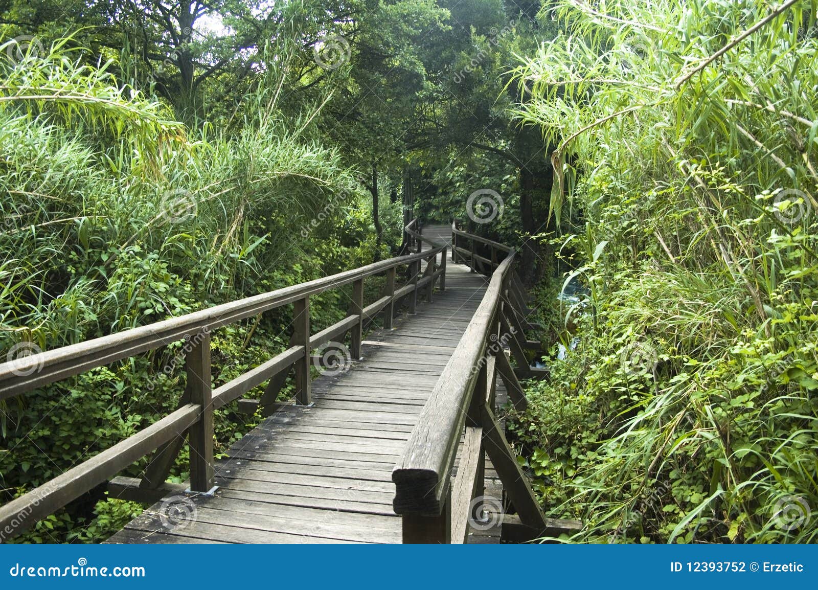 Bridge in the jungle stock photo. Image of fence, forest - 12393752
