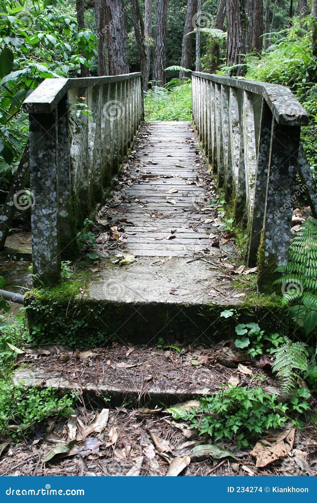 Bridge in the jungle stock photo. Image of background, jungle - 234274