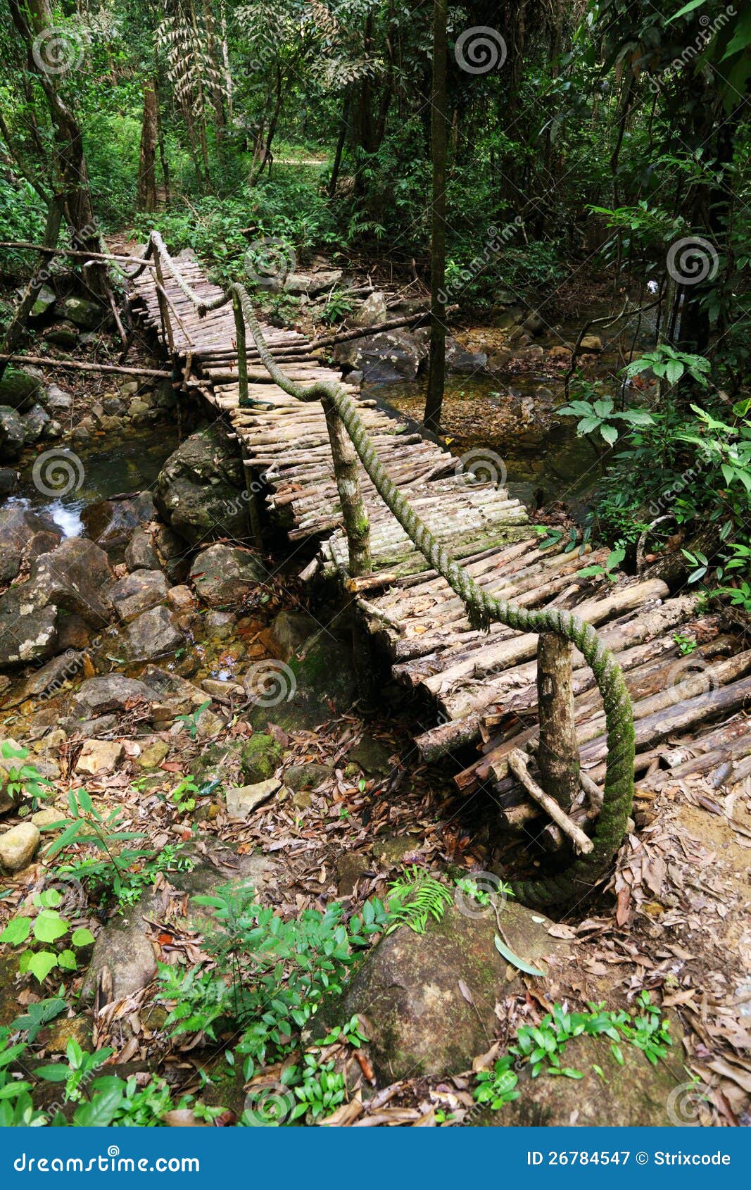 Bridge in jungle stock image. Image of obsolete, foliage - 26784547
