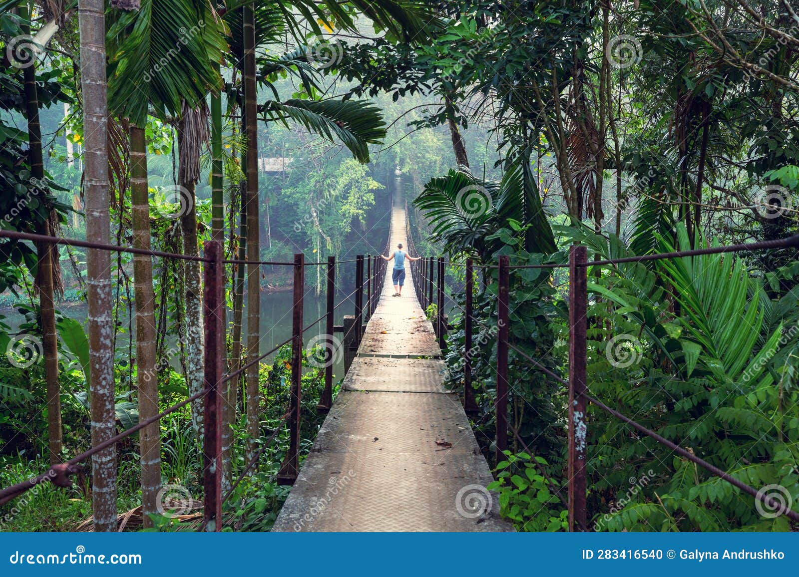 Bridge in jungle stock photo. Image of forest, brown - 283416540