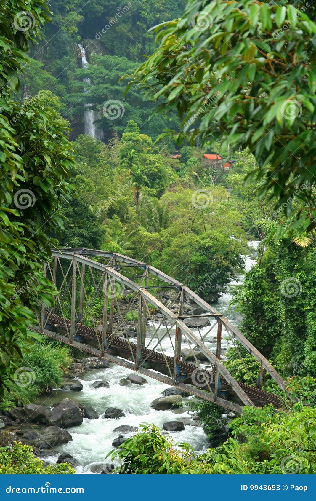 Bridge in the Jungle stock image. Image of nature, island - 9943653