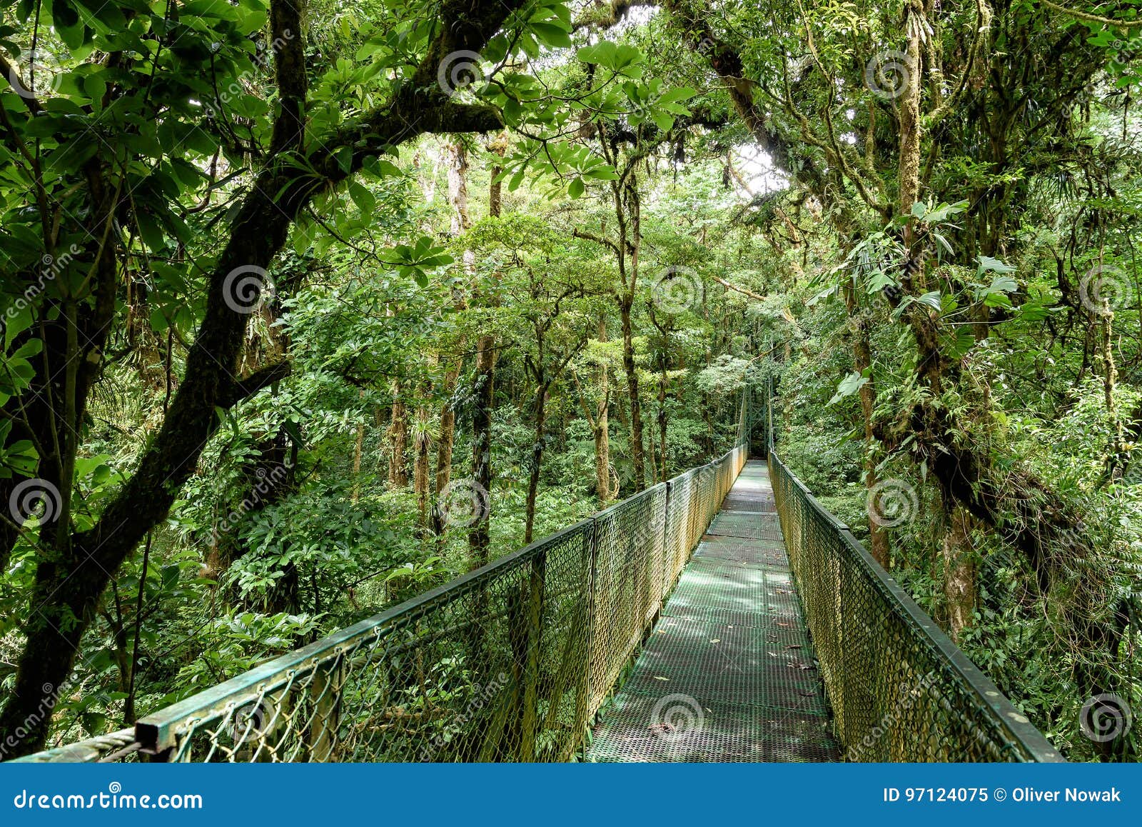 Bridge in the jungle stock image. Image of colombia, panama - 97124075