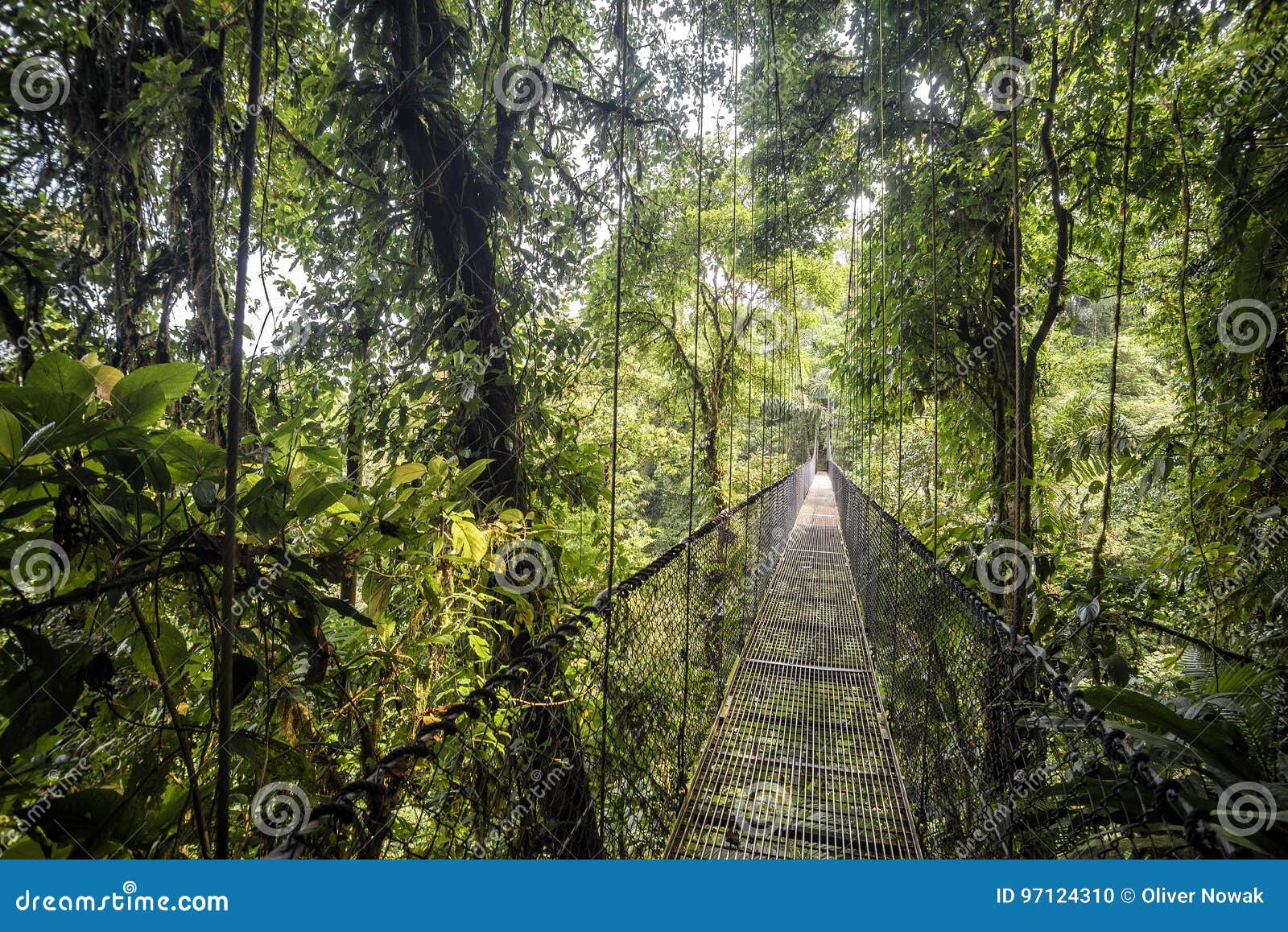 Bridge in the jungle stock photo. Image of national, latinamerica ...