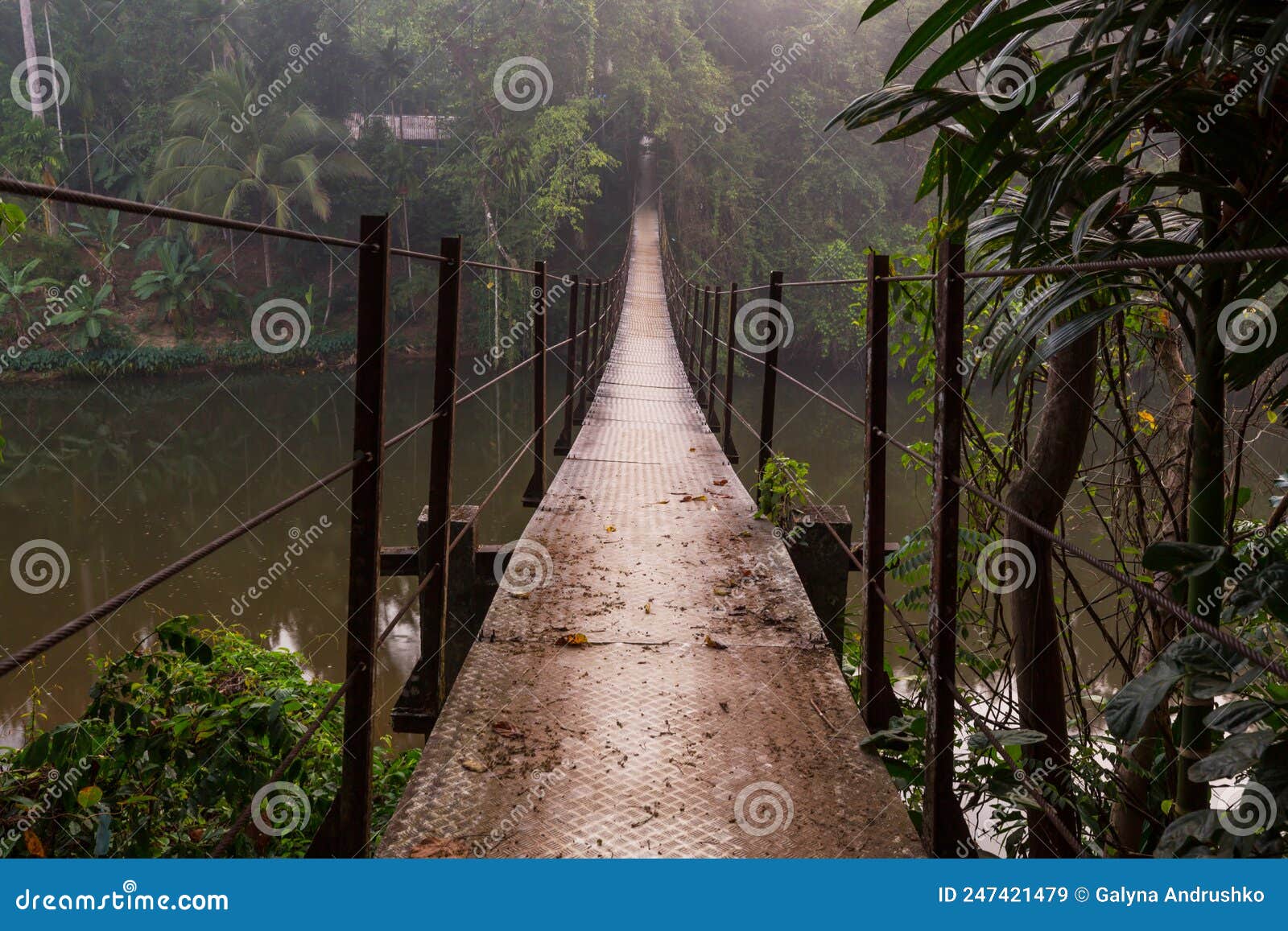 Bridge in jungle stock image. Image of outdoors, gait - 247421479