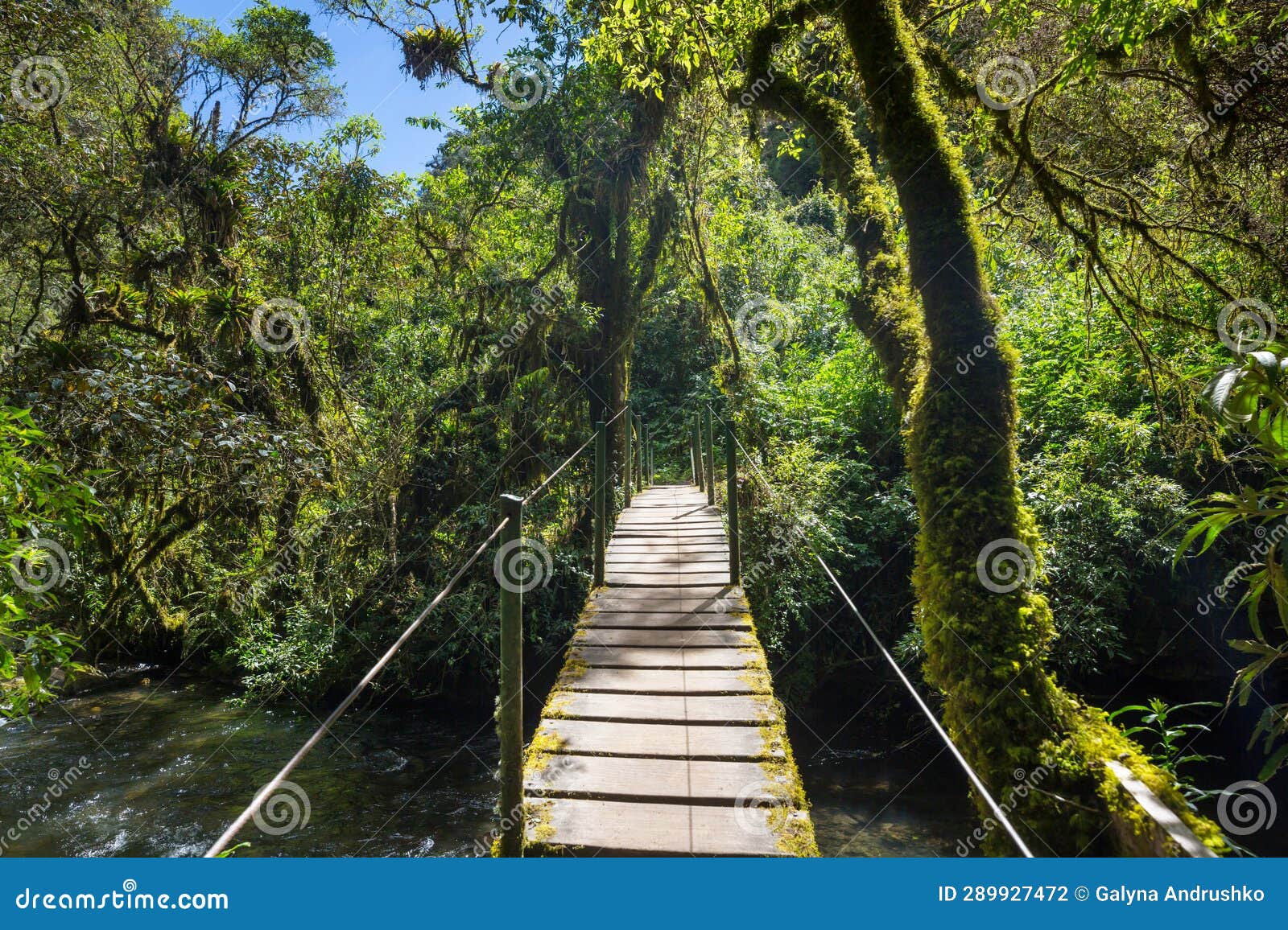 Bridge in jungle stock photo. Image of tourism, crossing - 289927472
