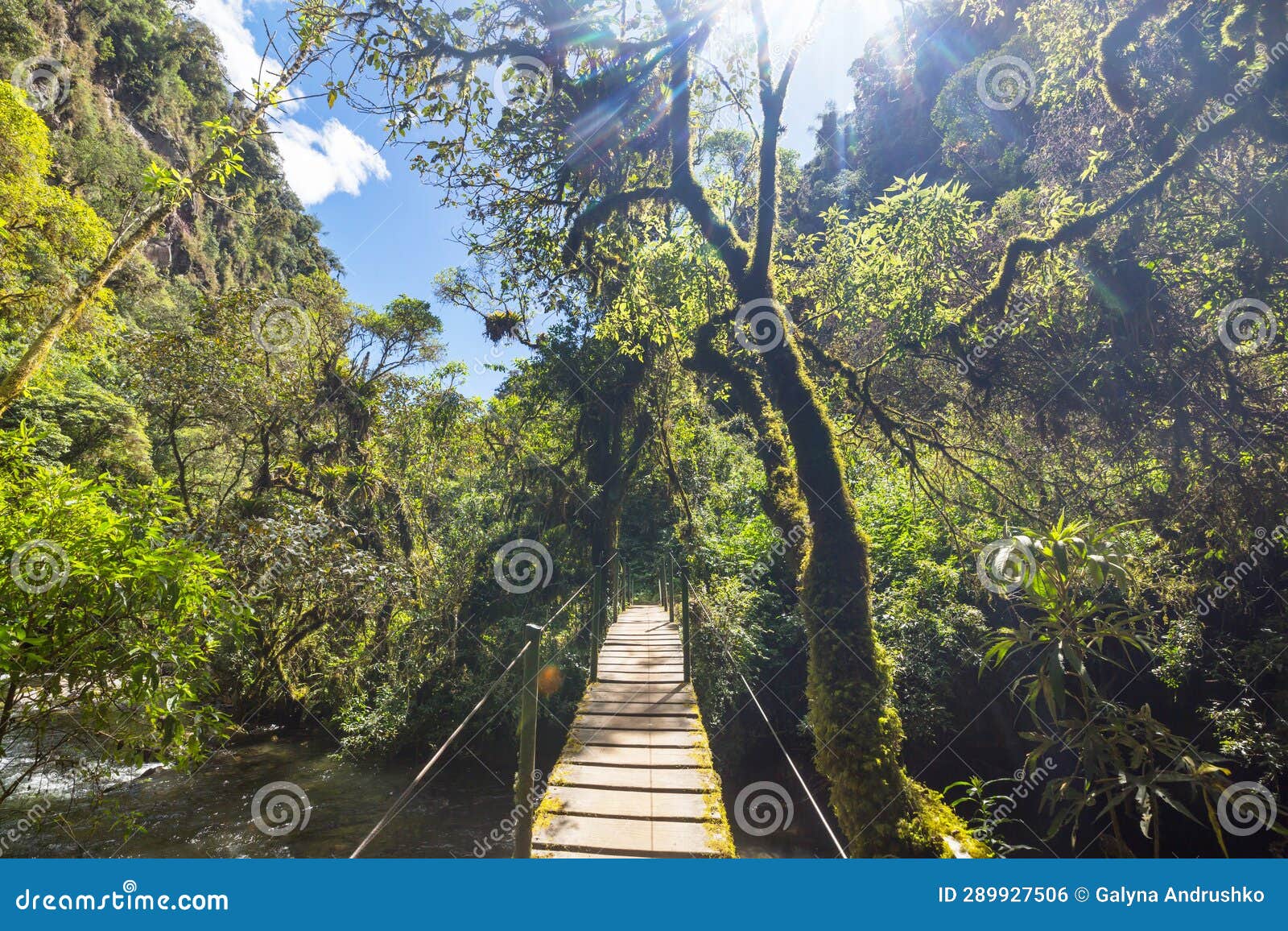 Bridge in jungle stock photo. Image of park, crossing - 289927506