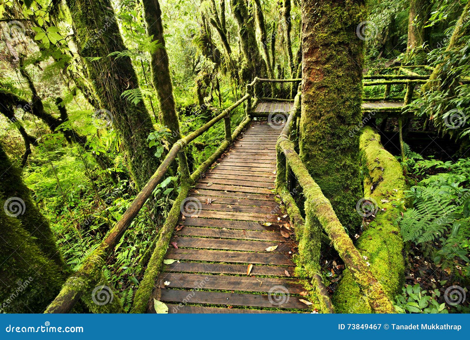 Bridge in the jungle stock image. Image of natural, rural - 73849467