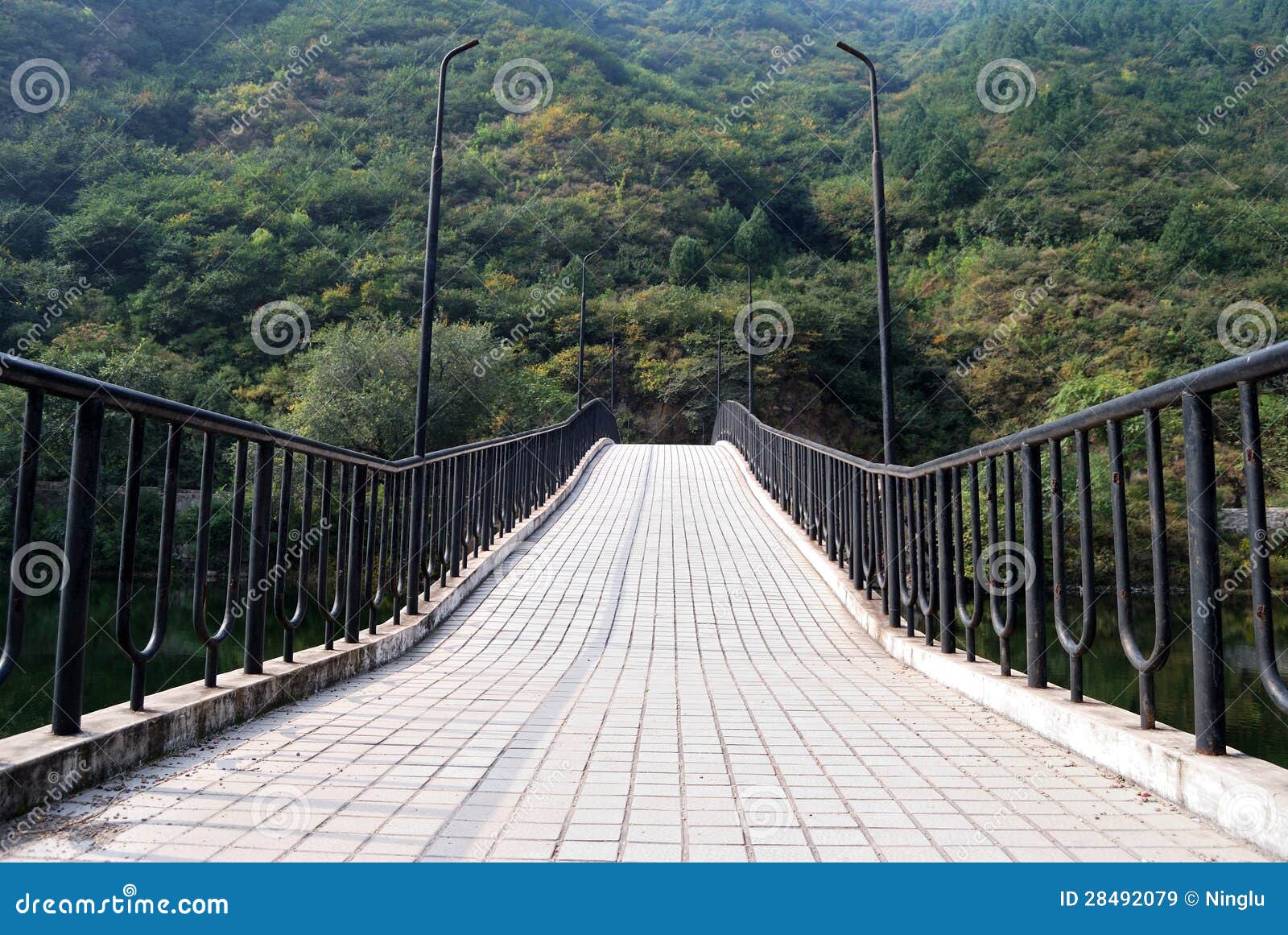 Bridge Leads into a Dense Forest Stock Image - Image of footbridge ...