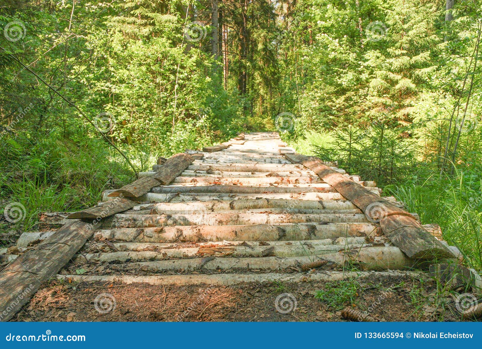Bridge of Birch Trunks Over a Forest Stream Going Deep into the Forest ...