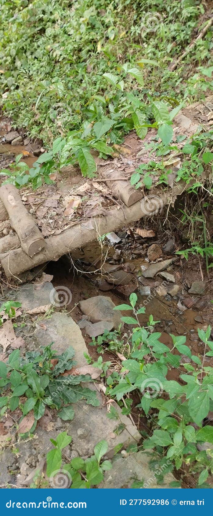 Bridge made from tree stock photo. Image of landscape - 277592986