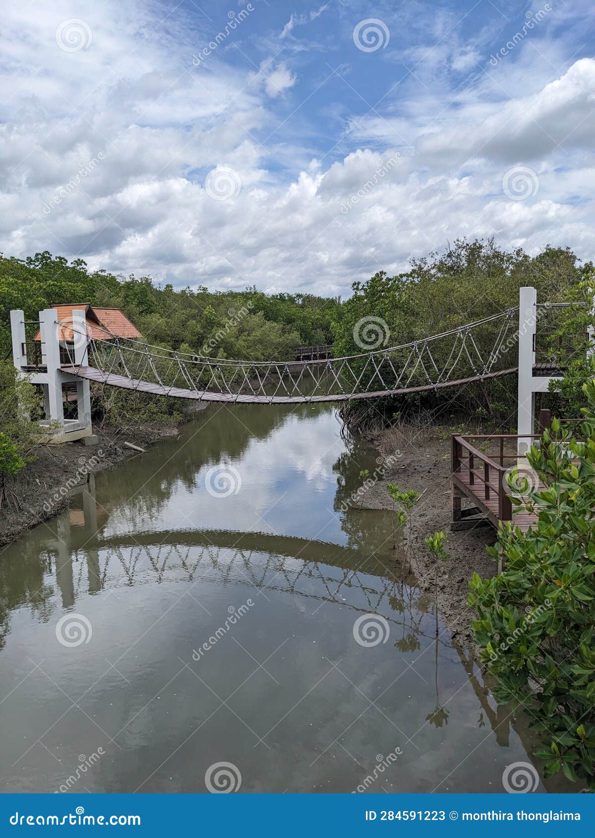 Bridge in mangrove stock image. Image of garden, river - 284591223
