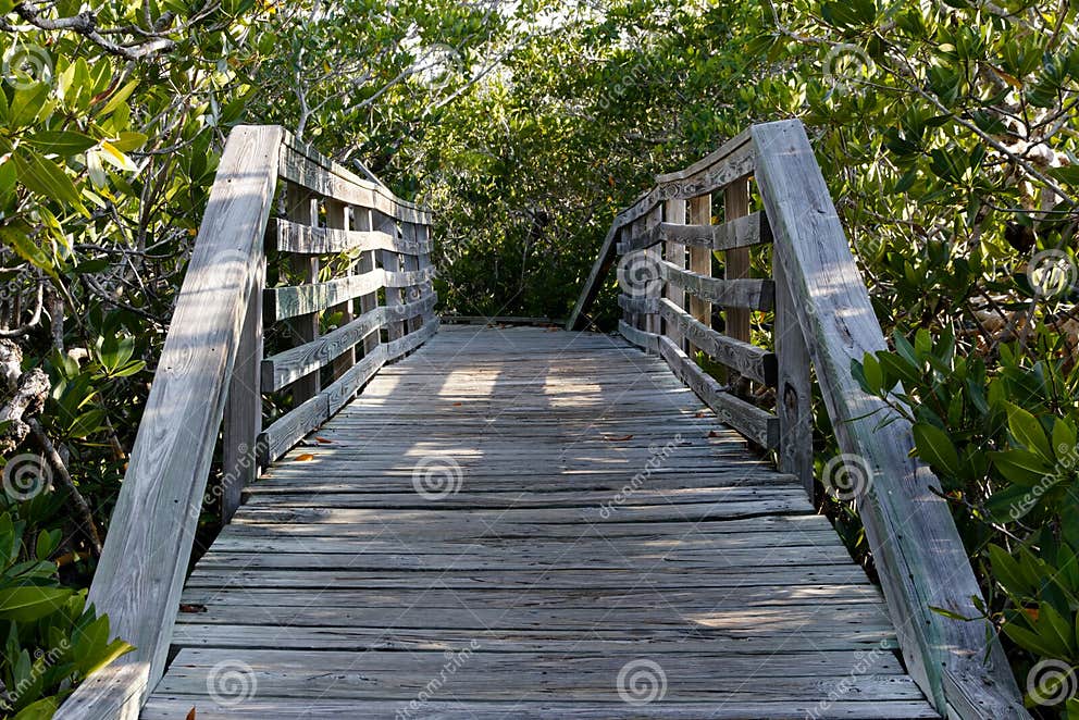 Bridge through Mangroves stock photo. Image of keys, weathered - 20343712
