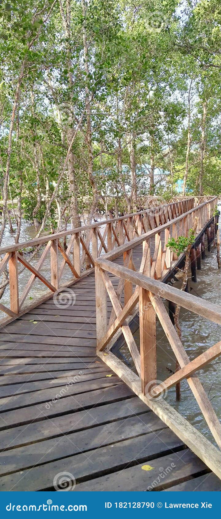 Mangroves, Top View. Mangrove Forest And Winding Rivers. Tropical ...