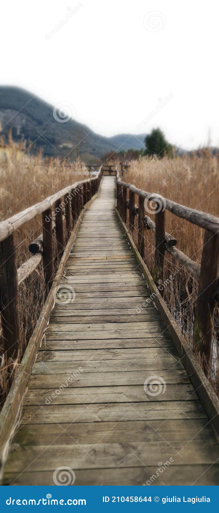 The bridge on the nature stock photo. Image of river - 210458644