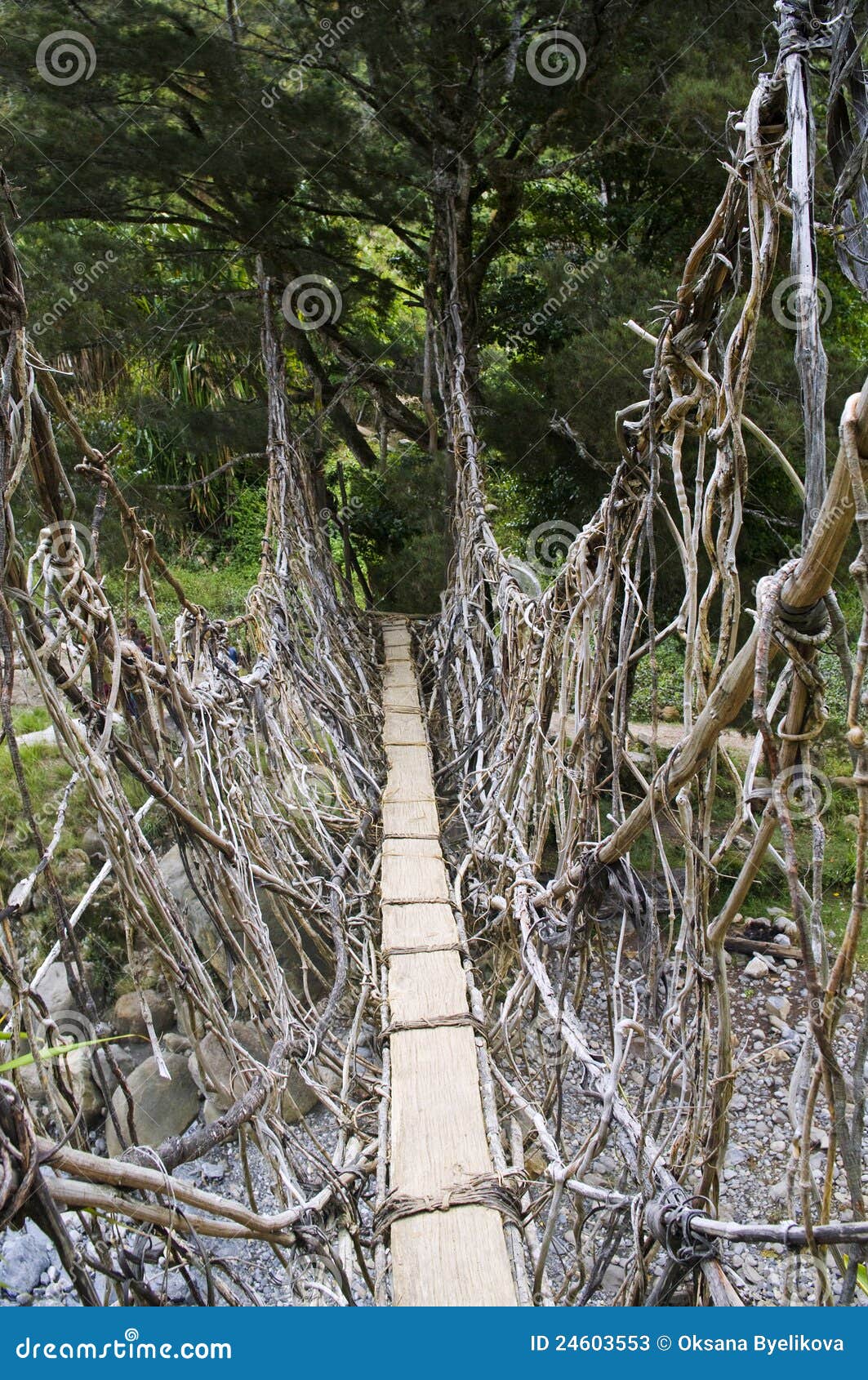 The bridge in New Guinea stock image. Image of forest - 24603553