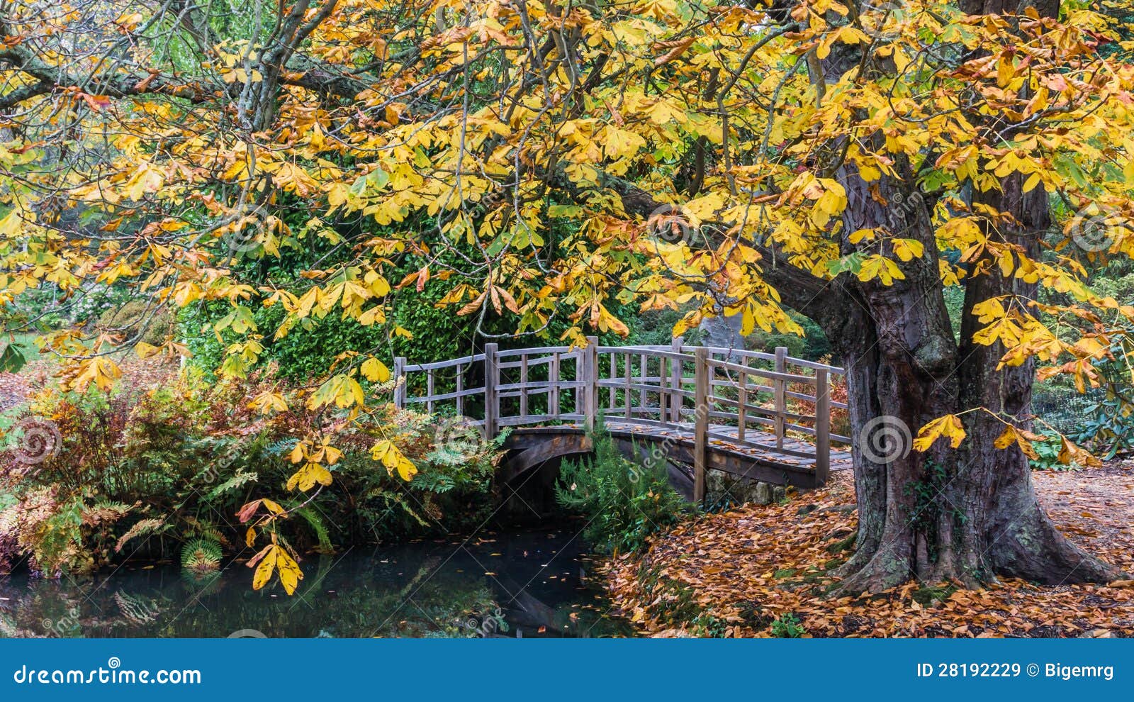 The Bridge Next To the Tree Stock Image - Image of liquid, forest: 28192229