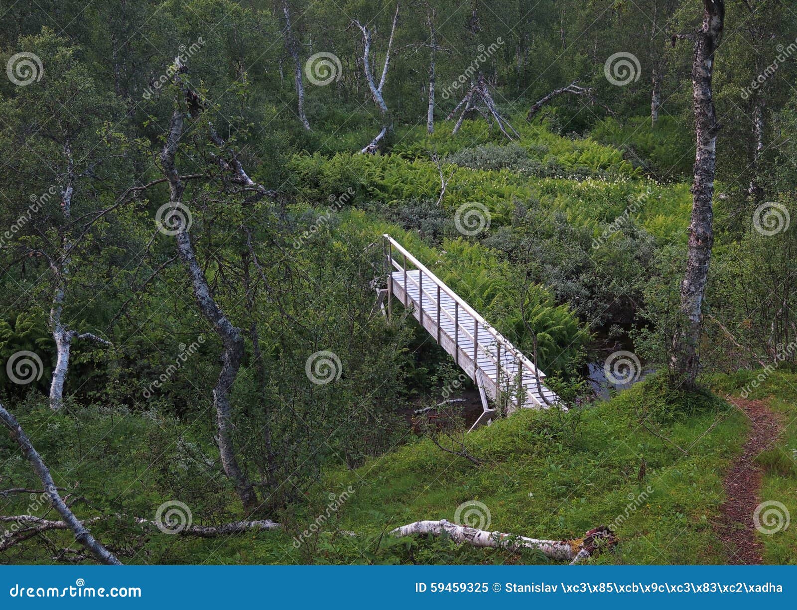 Bridge in Norway forrest stock image. Image of nature - 59459325