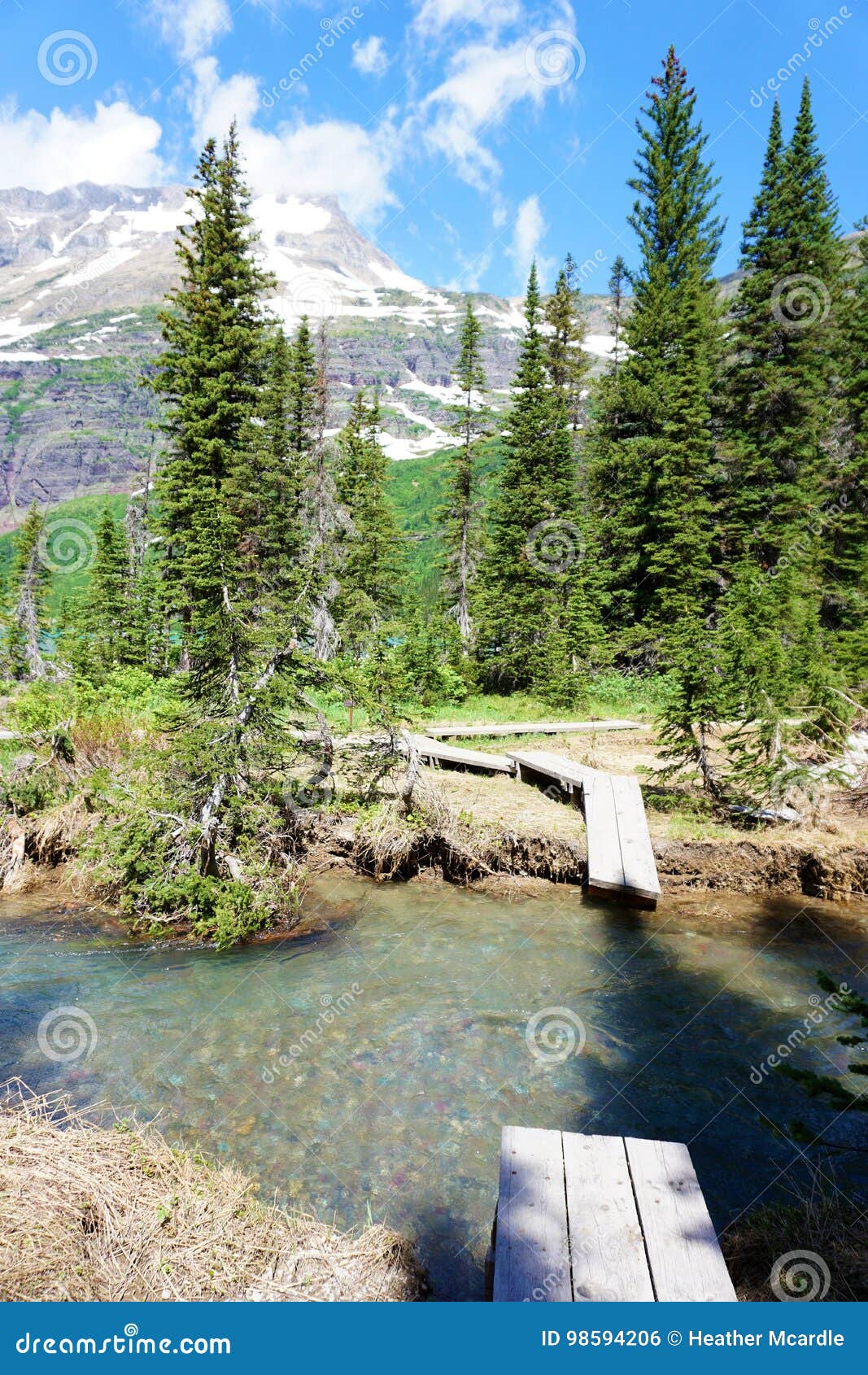 Bridge is out stock photo. Image of conifers, nature - 98594206