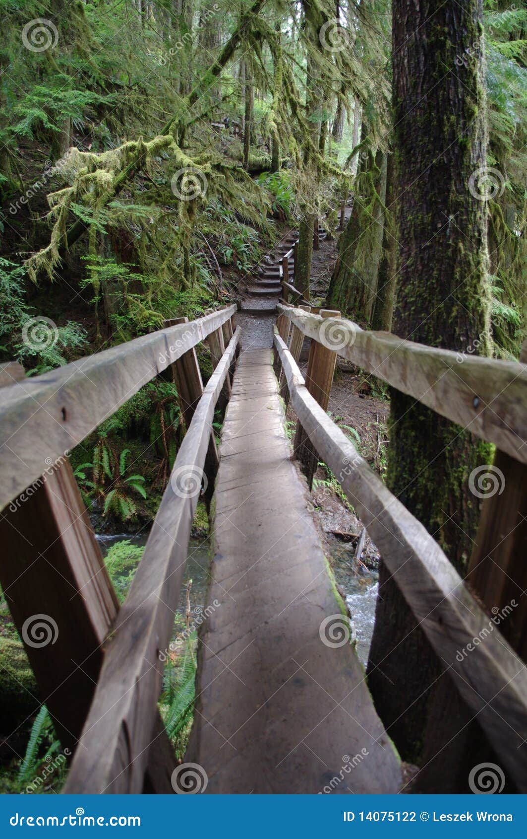Bridge over a creek stock photo. Image of wildness, environment - 14075122