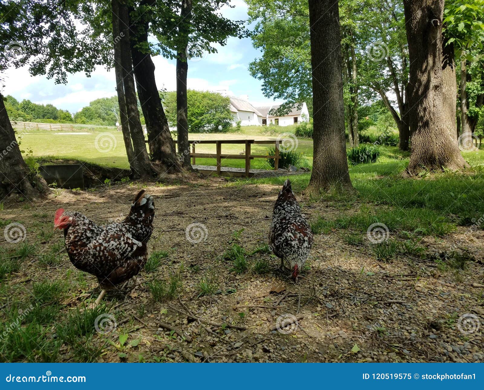 Bridge Over a Creek with Chickens Stock Image - Image of bird, animals ...