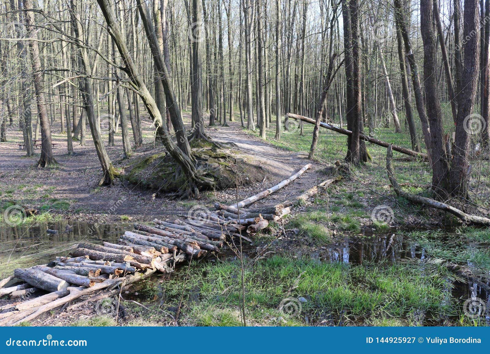 Bridge Over the Forest Stream. Stock Image - Image of road, trees ...