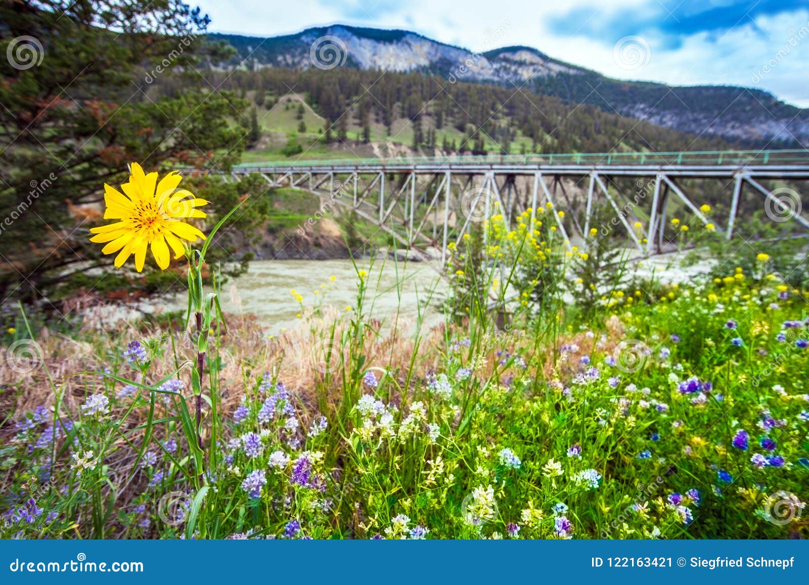 Bridge Over the Fraser River at Williams Lake British Columbia C Stock ...