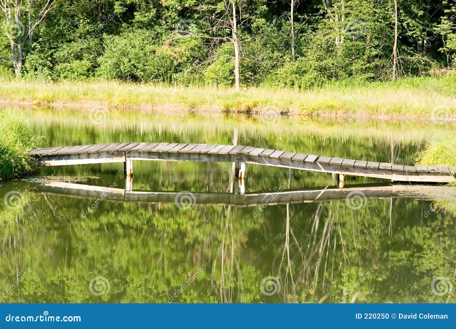 Bridge over Pond stock photo. Image of forest, trees, trail - 220250
