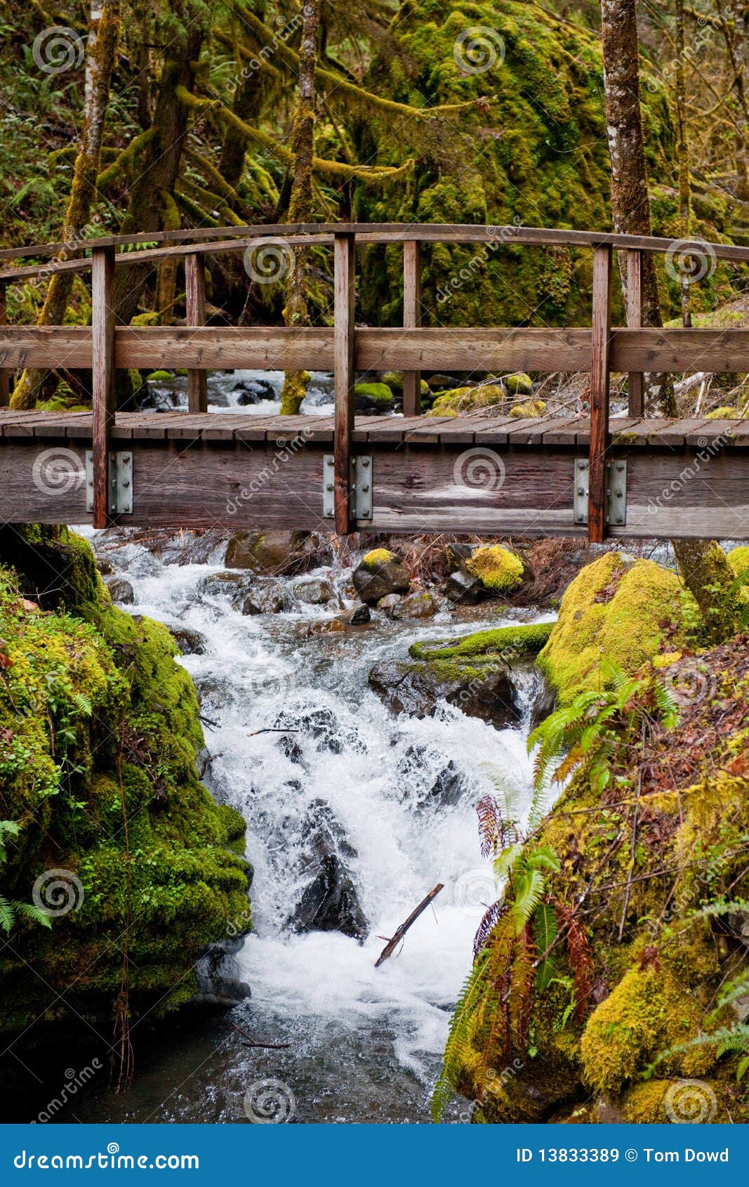 Bridge Over River in Forest Stock Image - Image of route, rocky: 13833389