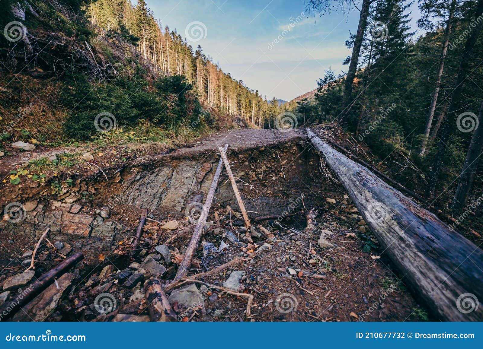 A Bridge Over a River in a Forest Stock Photo - Image of track, road ...