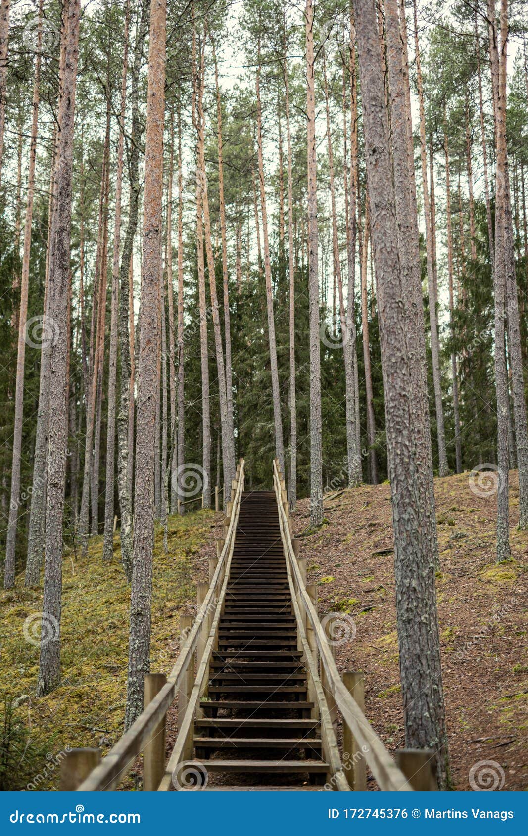 Bridge Over the River in Forest Stock Photo - Image of landscape, walk ...