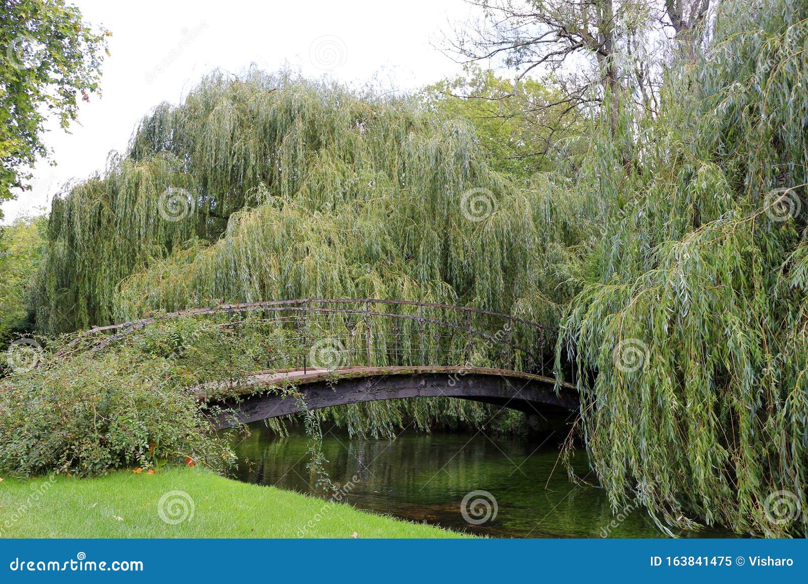 Weeping willows and bridge stock image. Image of bridge - 163841475