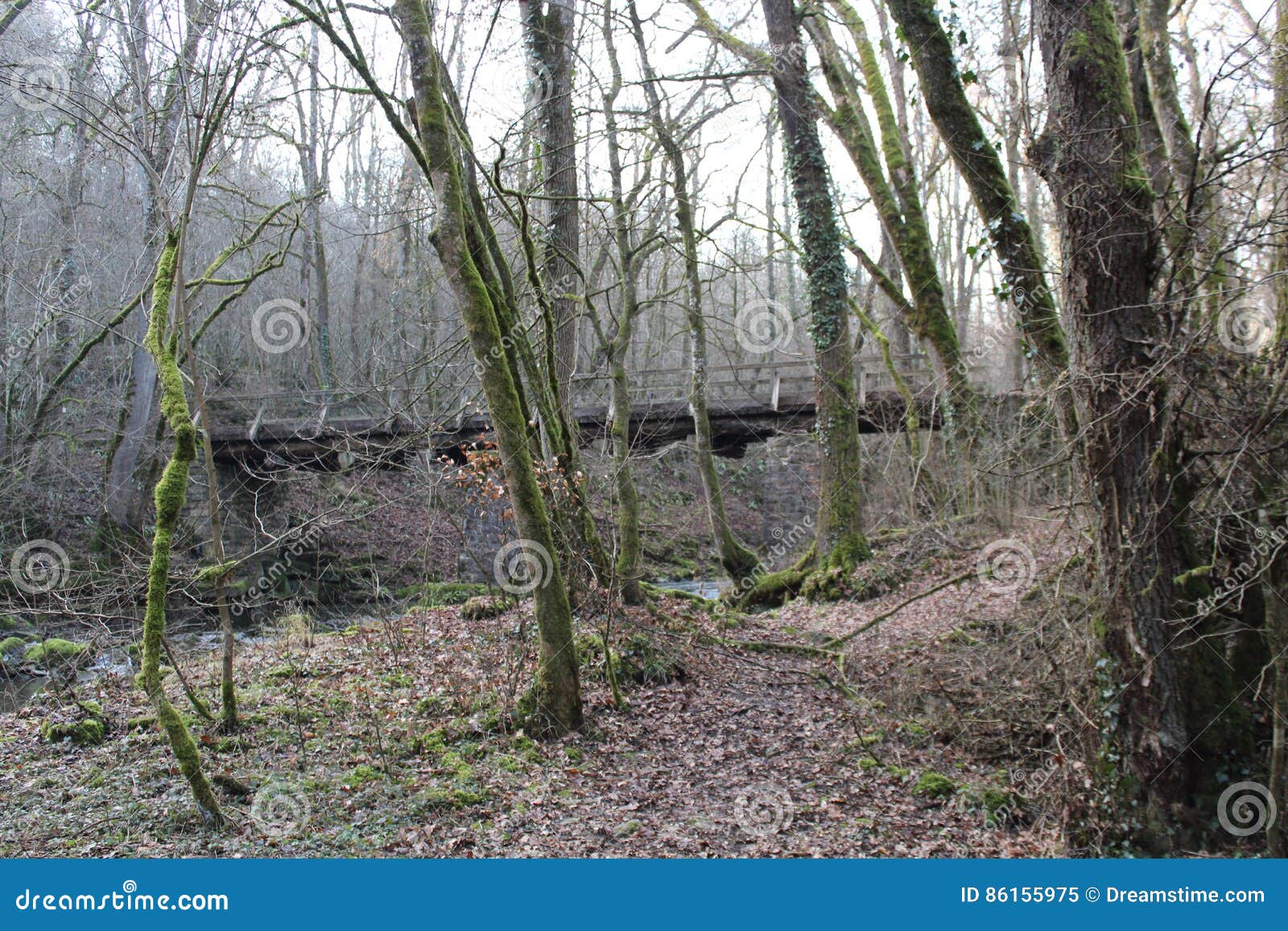 Bridge Over River Trough Trees Stock Image - Image of nice, spring ...