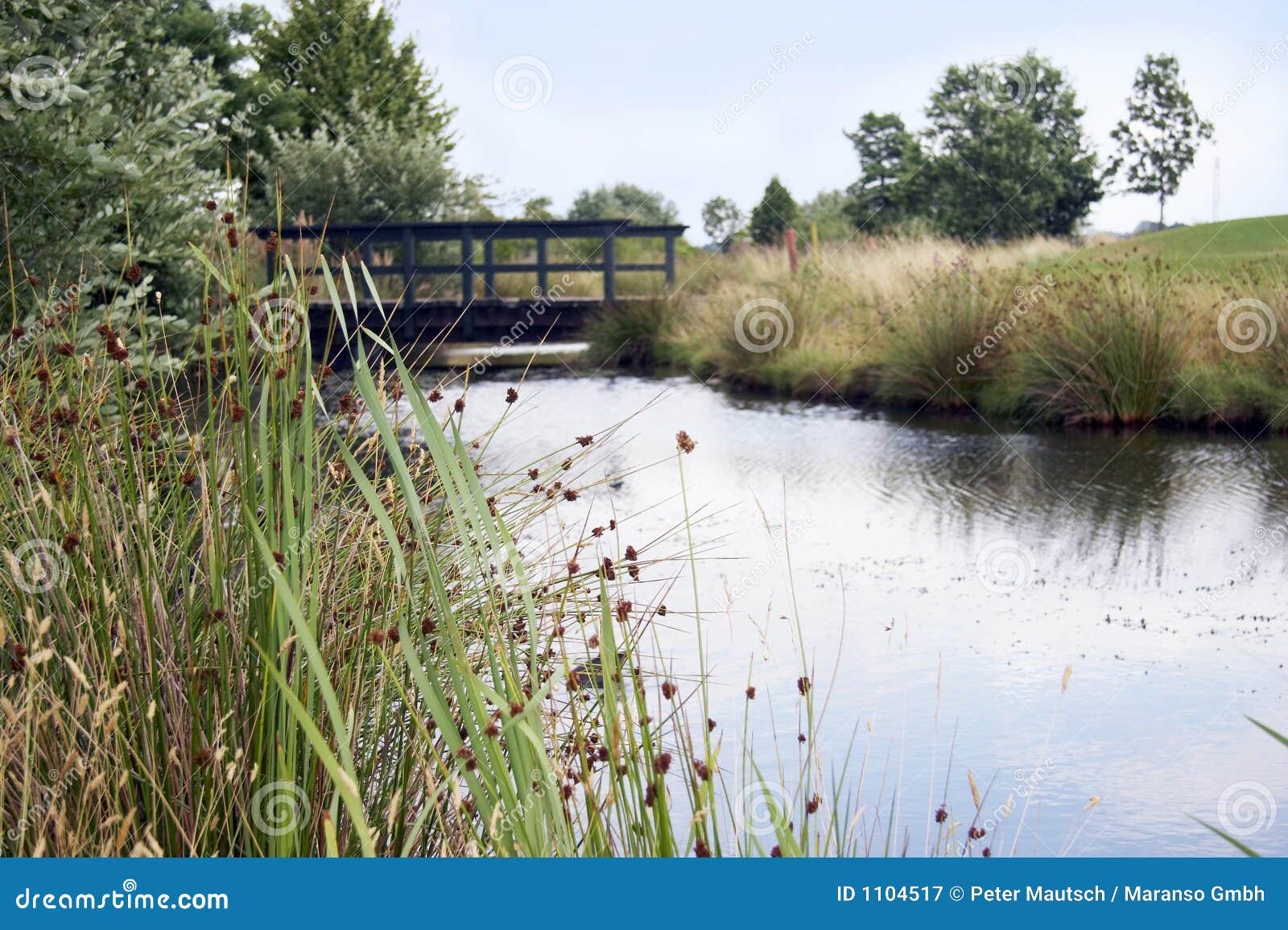Bridge Over Water Hazard on Golf Course Stock Image - Image of green ...