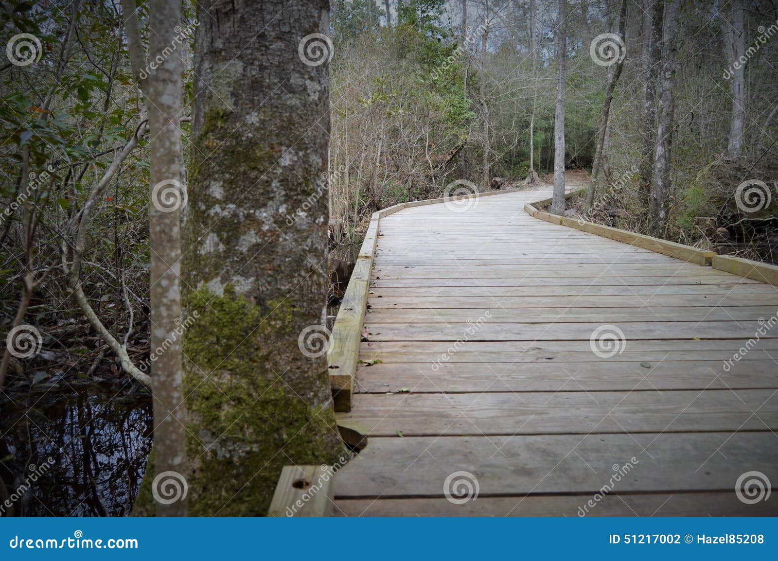 Bridge over water stock photo. Image of branch, trunk - 51217002