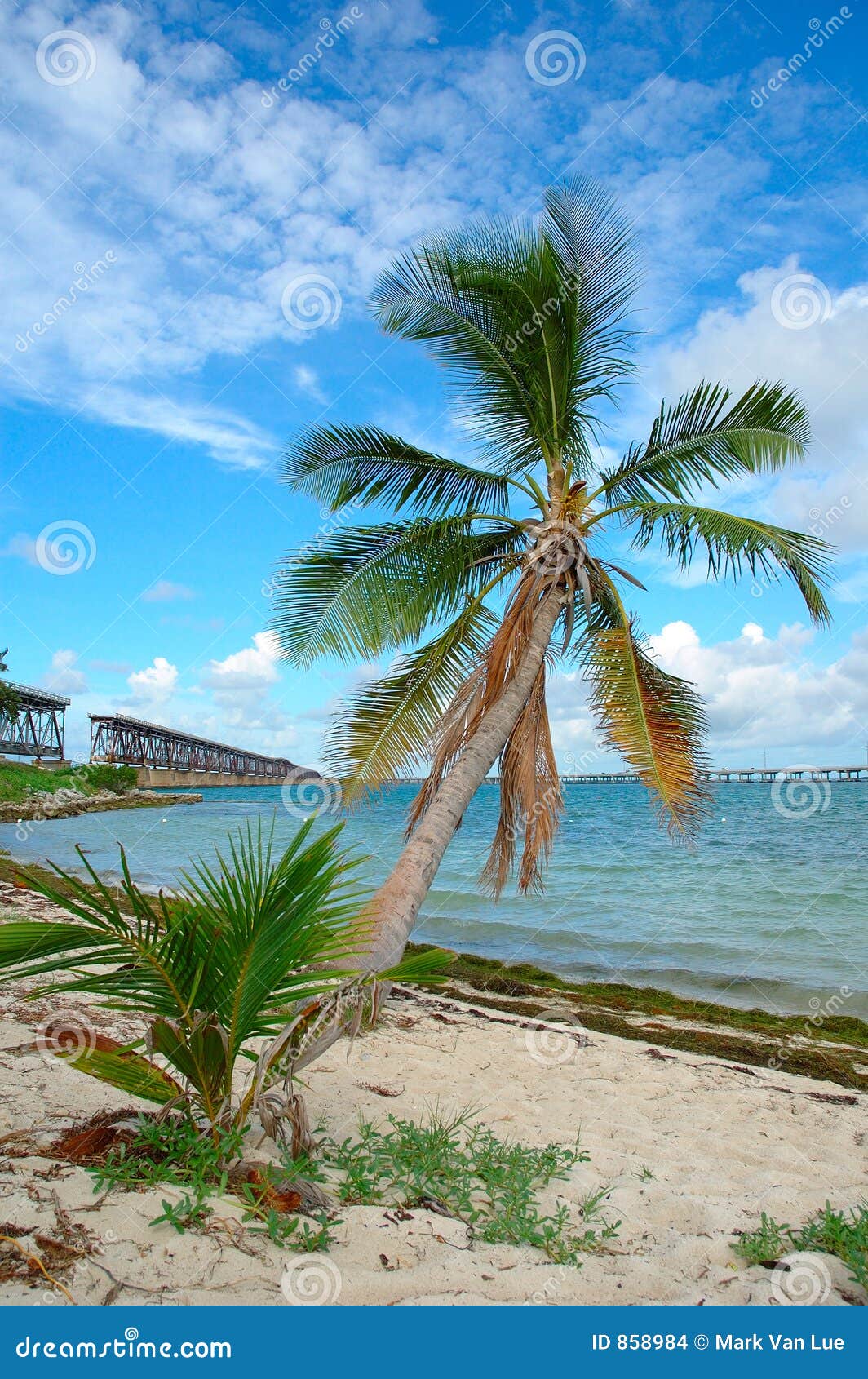 Bridge Palm stock photo. Image of plant, tropical, park - 858984
