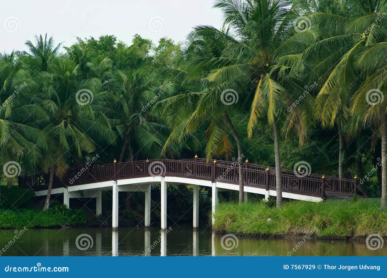 Bridge and palm trees stock image. Image of green, tropical - 7567929