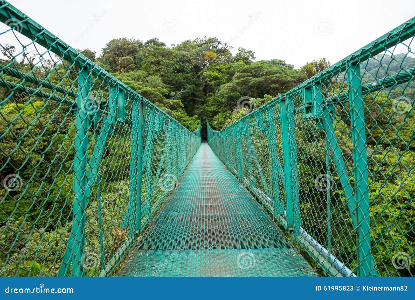 A Bridge in the Rain Forest Stock Image - Image of ecology, rain: 61995823