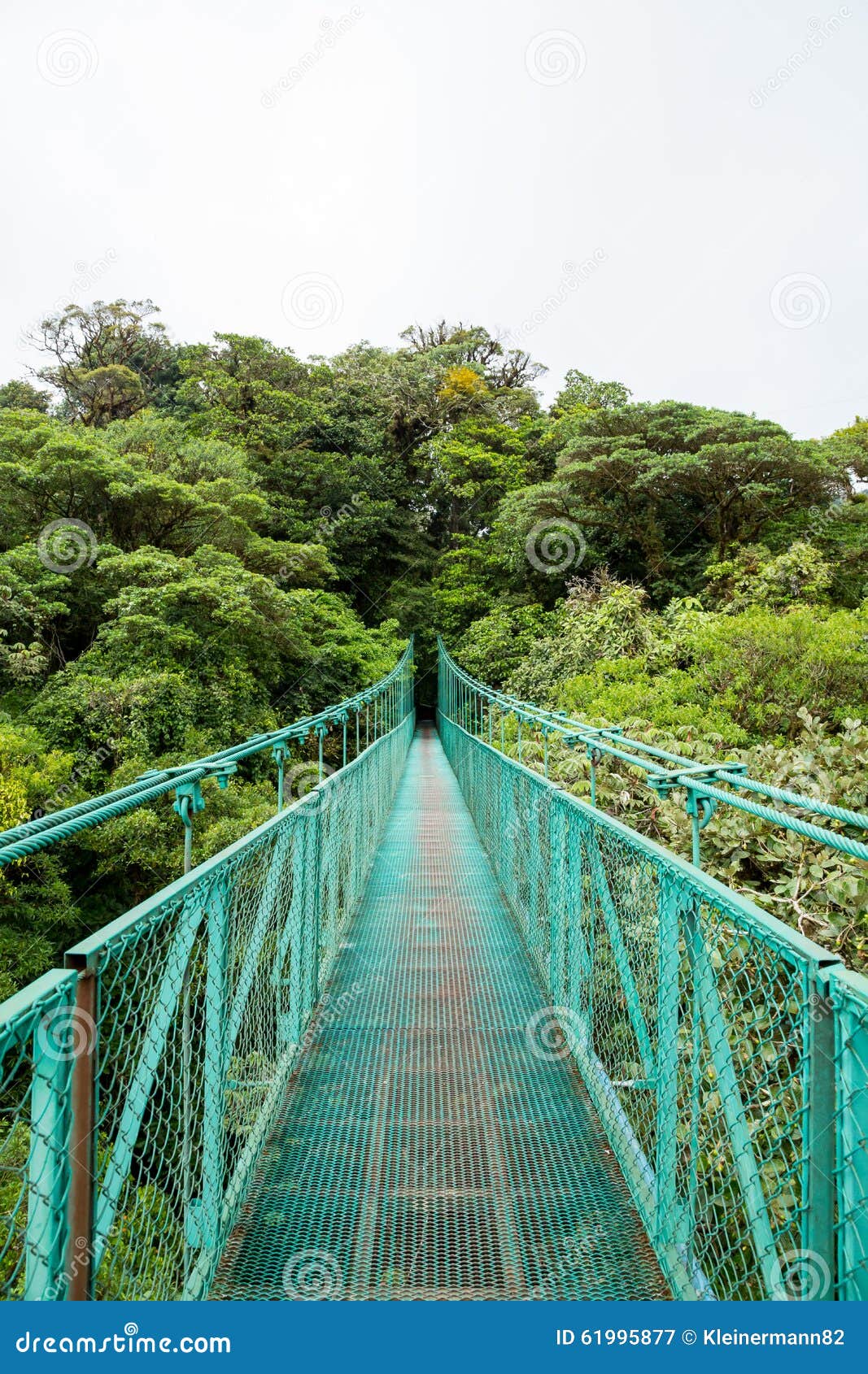 A Bridge in the Rain Forest Stock Image - Image of bridge, long: 61995877
