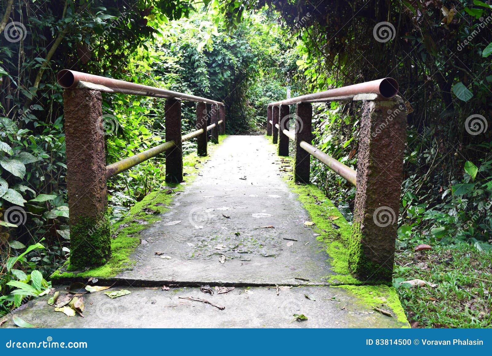 Bridge through rain forest stock photo. Image of beautiful - 83814500