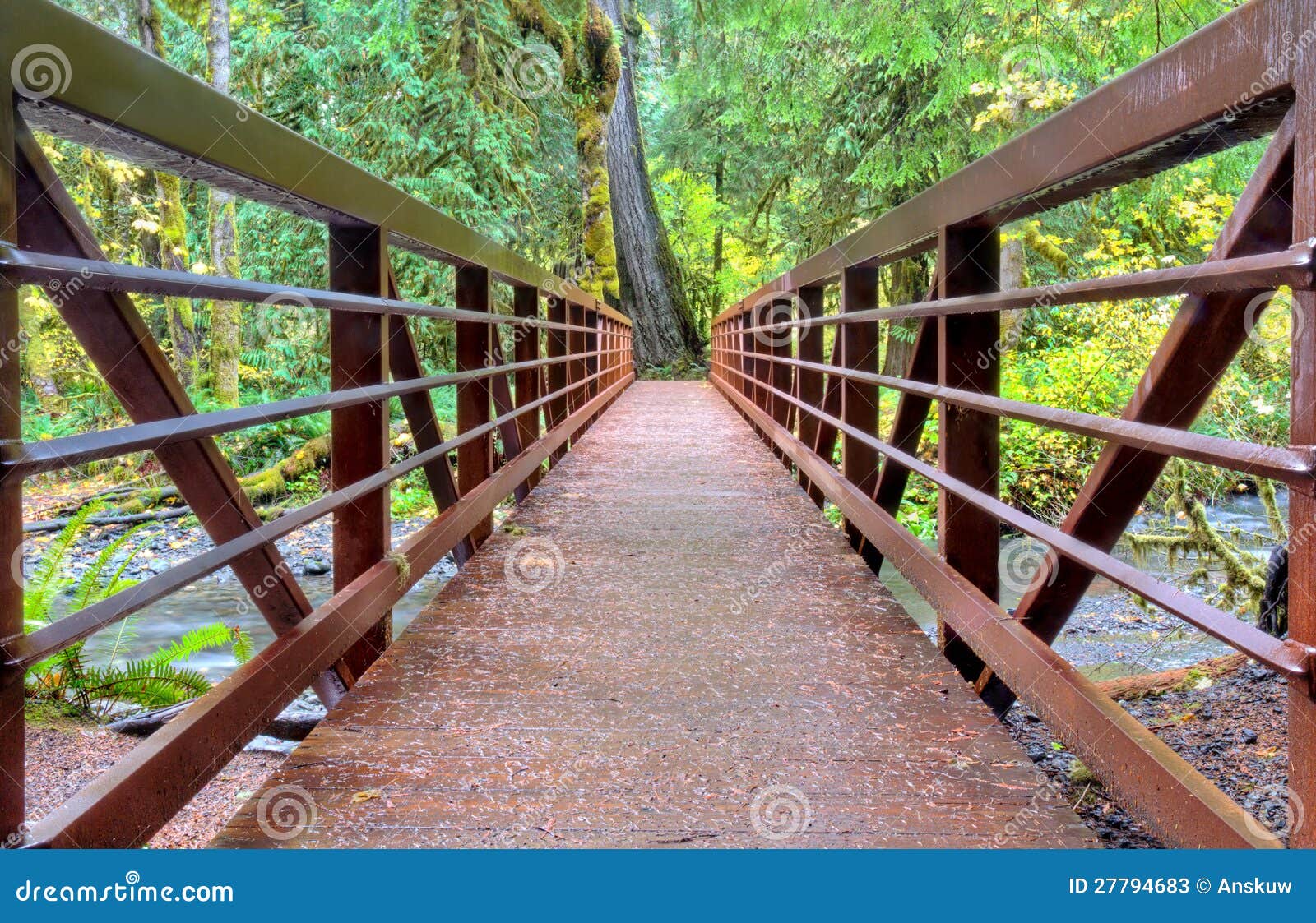 Bridge in rainforest stock image. Image of nature, green - 27794683