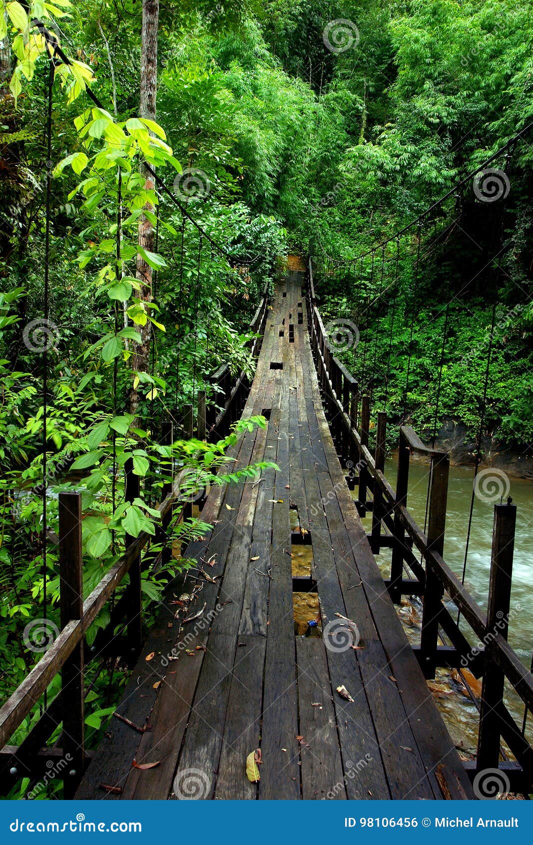 Bridge in rainforest stock photo. Image of nature, tree - 98106456