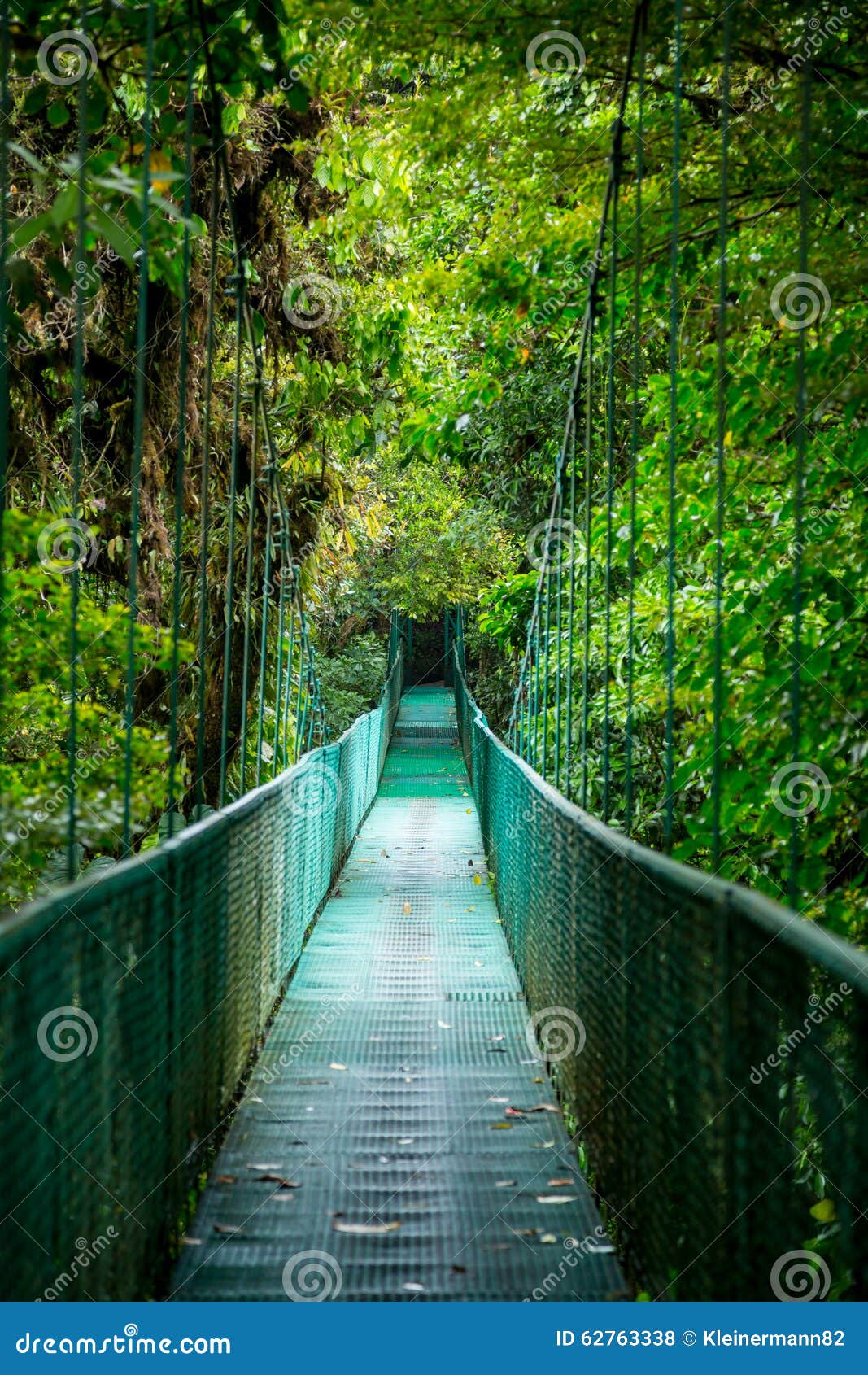 A bridge in the rainforest stock photo. Image of steel - 62763338