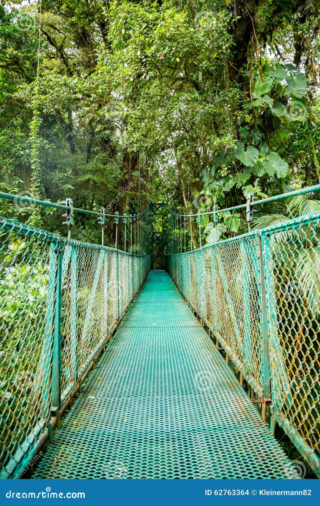 A bridge in the rainforest stock photo. Image of rain - 62763364